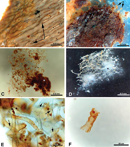 Soft Tissue – Even Blood Cells? – Found in Tyrannosaurus rex Leg Bone ...